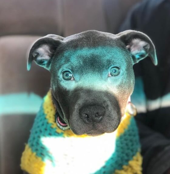 100 Blue Nose Pitbull Names - The Dogman