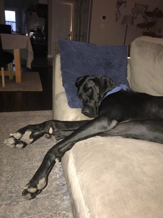 15 Things Only Great Dane Owners Will Understand - The Dogman