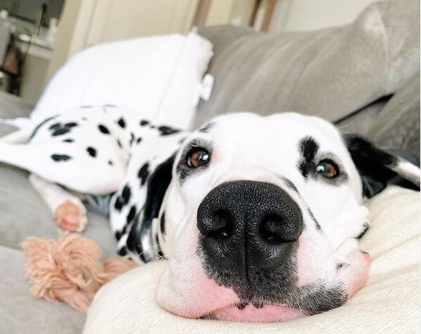 73 Spotted Dog Names - The Dogman