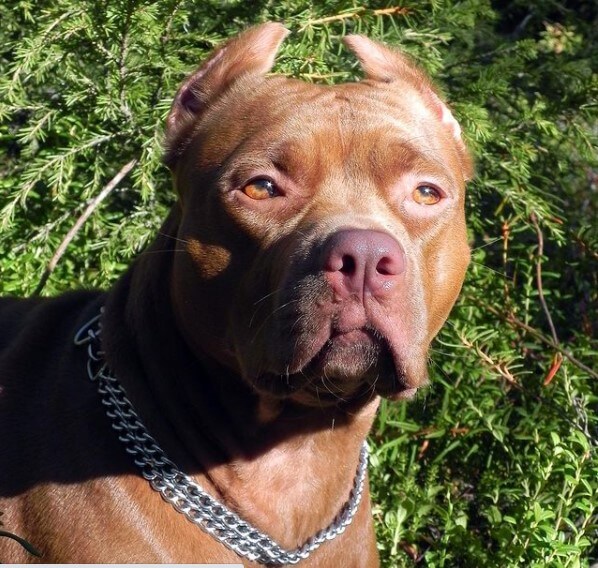 120 Female Pitbull Names - The Dogman