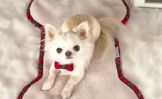 100 Rich Male Dog Names - The Dogman