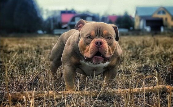 170+ Masculine Dog Names - The Dogman