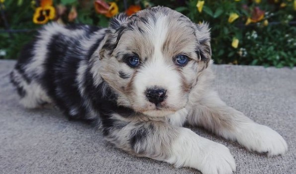 77 Male Australian Shepherd Names - The Dogman