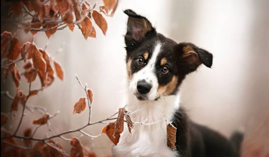 100 Rich Male Dog Names - The Dogman