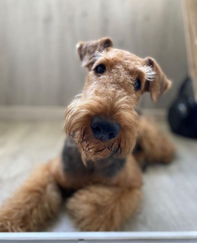 Airedale Terrier: the Largest Terrier in the World - The Dogman