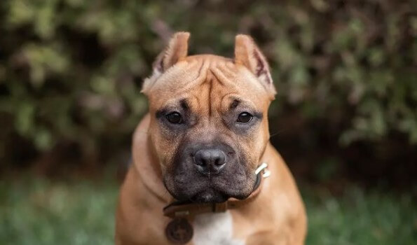 230+ Tough Female Dog Names - The Dogman