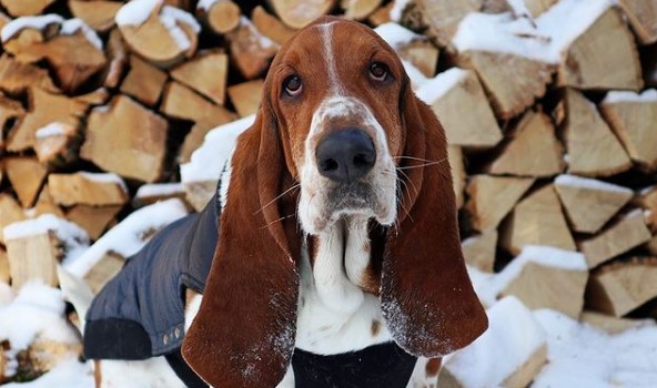 80+ Female Basset Hound Names - The Dogman