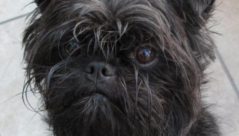 14 Amazing Facts About Affenpinschers You Probably Never Knew - The Dogman