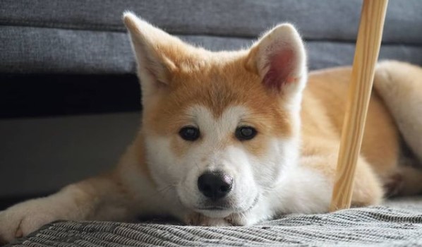 Akitas: Proud and Strong Pets - The Dogman