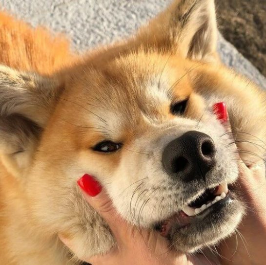 Akitas: Proud and Strong Pets - The Dogman