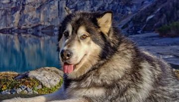 15 Interesting Facts About Alaskan Malamute Dogs - The Dogman