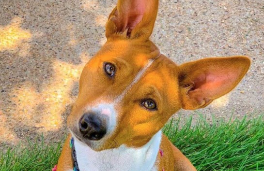 15 Amazing Facts About Basenjis You Probably Never Knew - The Dogman