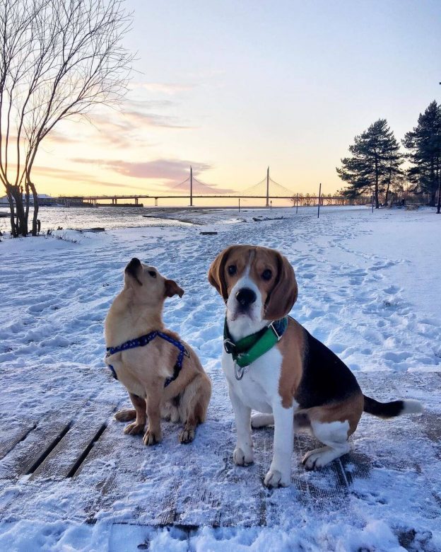 14 Times Beagles Proved They Are The Best Dogs Ever - The Dogman