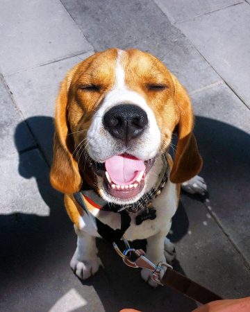 16 Absolutely Hilarious Beagle Pictures - The Dogman