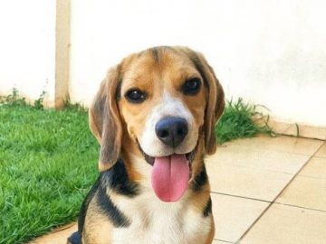 14 Times Beagles Proved They Are The Best Dogs Ever | The Dogman
