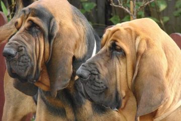15 Funniest Bloodhound Memes - The Dogman