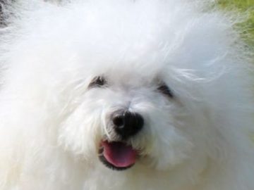 14 Amazing Facts About Bolognese Dogs You Probably Never Knew | The Dogman