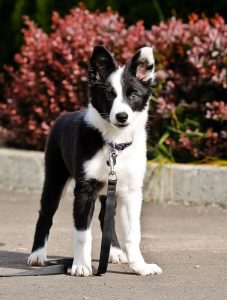 Border Collies: Active Service Dogs - The Dogman