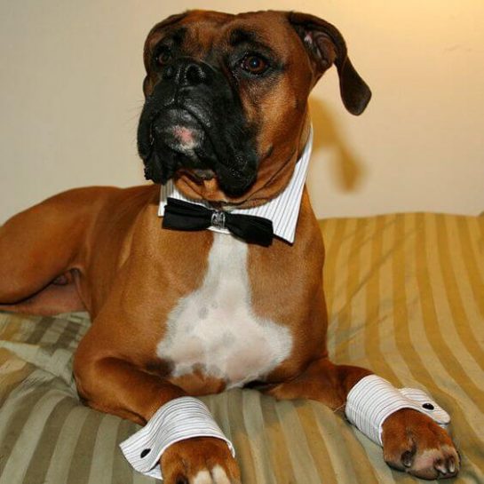 The 17 Cutest Boxer Dogs of All Time - The Dogman