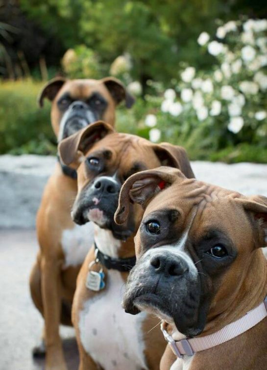 16 of the World's Most Amazing Boxer Dogs - Page 2 of 6 - The Dogman