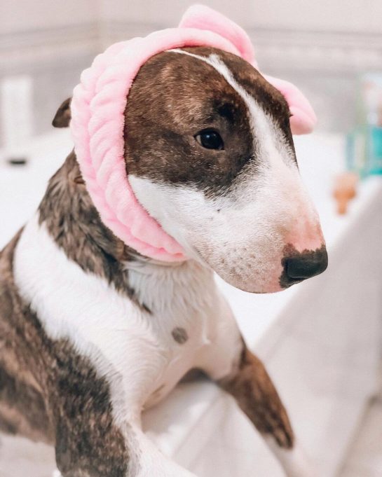 14 Absolutely Hilarious Bull Terrier Pictures - The Dogman