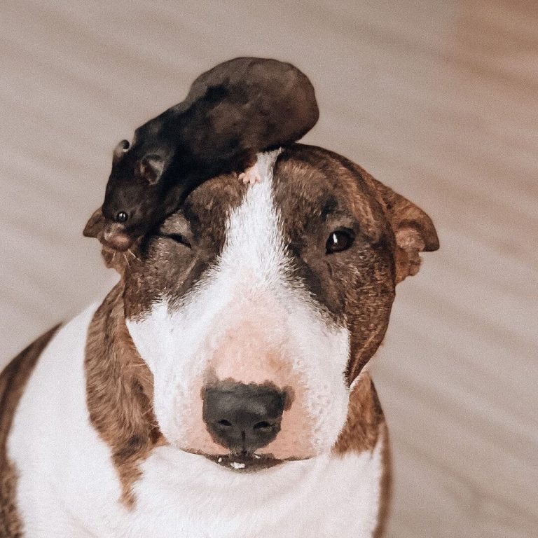 14 Absolutely Hilarious Bull Terrier Pictures - The Dogman