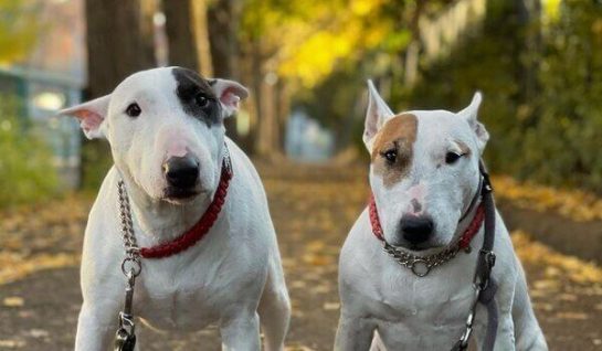 The Dogman: The Place for Dog Owners and Lovers