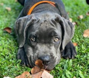 Cani Corsi: Temperamental Italians - The Dogman