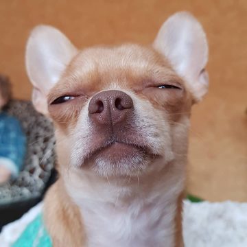 15 Absolutely Hilarious Chihuahua Dogs - The Dogman