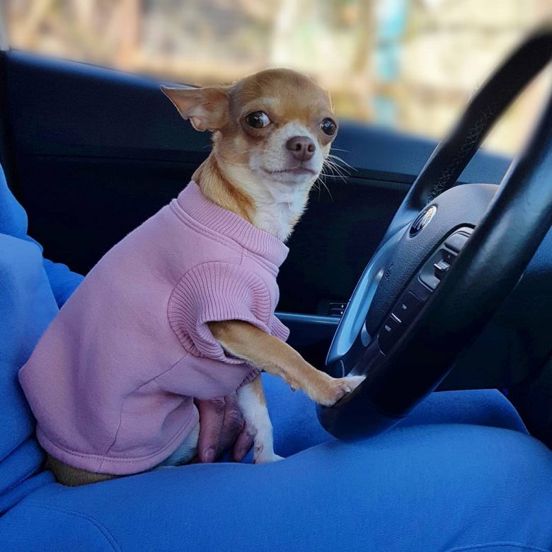 14 Hilarious Chihuahua Pictures - The Dogman