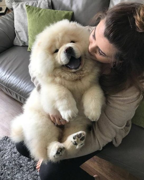 Chow Chow: Ancient Origin ... from a Bear ?! - The Dogman