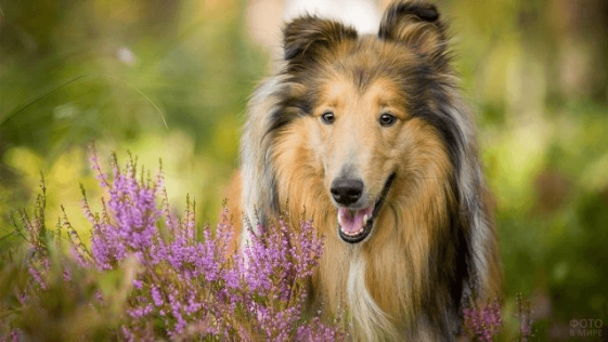 Collie Dog Breed Information - The Dogman