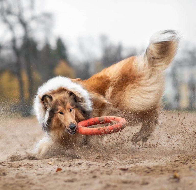 Collie Dog Breed Information | The Dogman