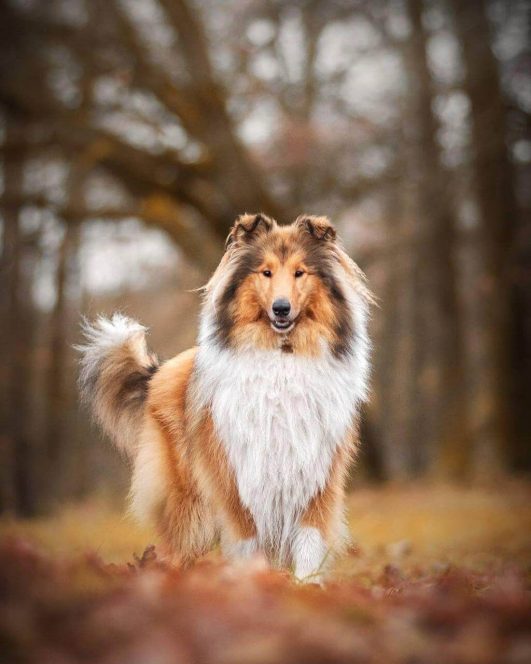 Collie Dog Breed Information - The Dogman