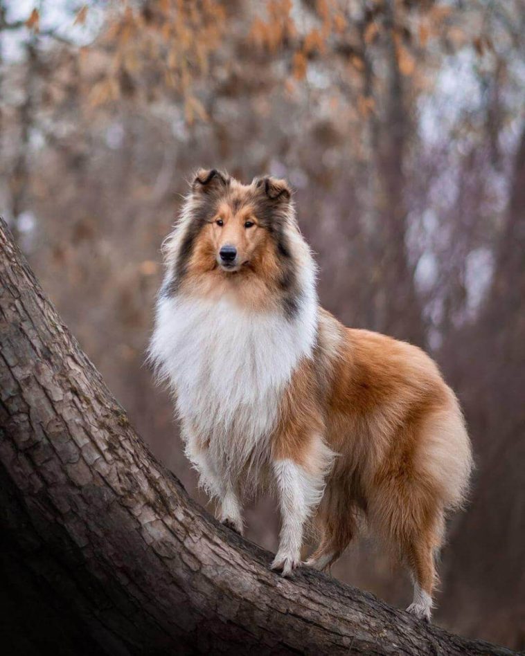 Collie Dog Breed Information - The Dogman