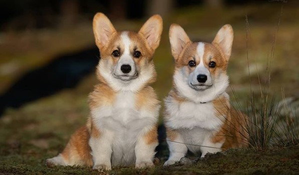 Corgis: Big Dogs in Small Bodies - The Dogman
