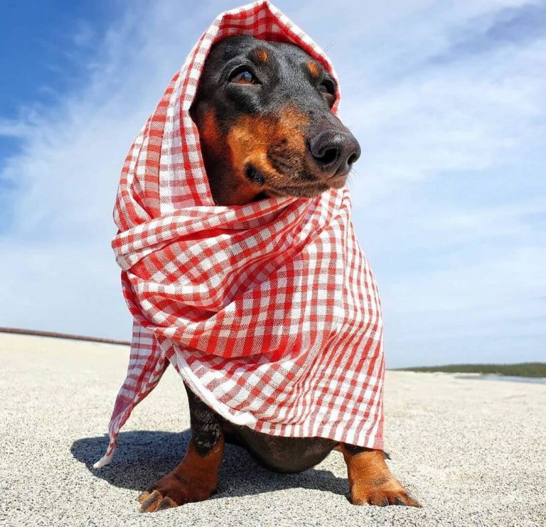 16 Absolutely Hilarious Dachshund Pictures - The Dogman