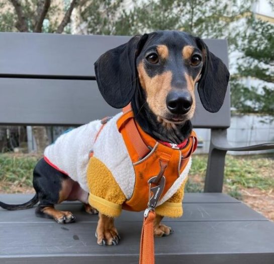 Dachshunds: Canine Beauty and Devotion - The Dogman