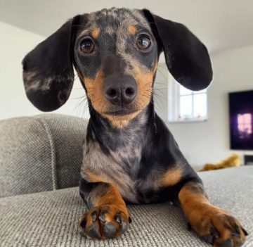 Dachshunds: Canine Beauty and Devotion | The Dogman