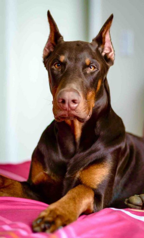 Doberman Pinschers: the Best Watchdogs - The Dogman