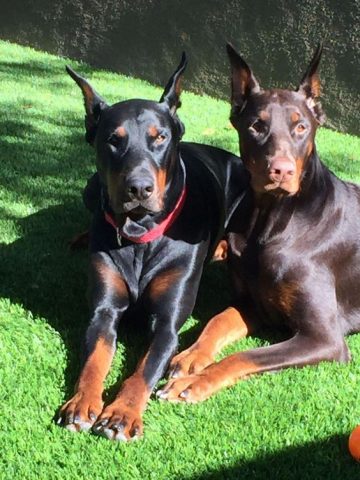 Doberman Pinschers: the Best Watchdogs - The Dogman