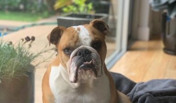 15 Funniest English Bulldog Memes - The Dogman