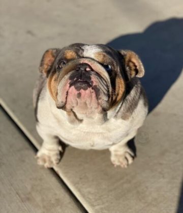English Bulldogs: Stubborn Gentlemen - The Dogman