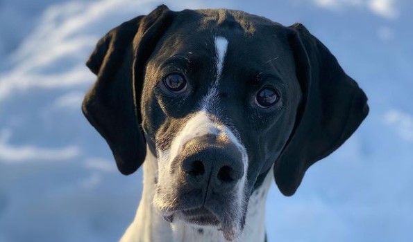 English Pointers: Loyal Companions and Elite Hunters - The Dogman