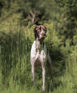 English Pointers: Loyal Companions and Elite Hunters - The Dogman