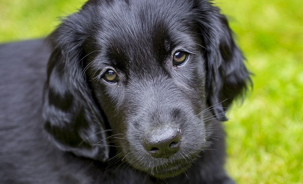 Flat-Coated Retriever Dog Breed Information - The Dogman