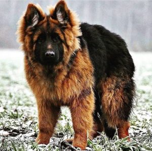 German Shepherds: Reliable Guards and Irreplaceable Helpers - The Dogman