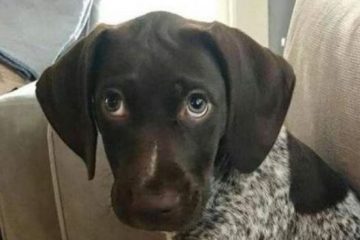 The 15 Funniest German Shorthaired Pointer Memes - The Dogman