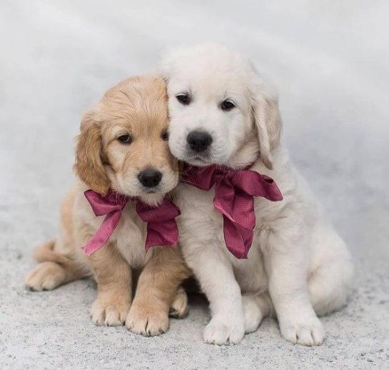 Golden Retrievers: Smart Hunters and Friends - The Dogman