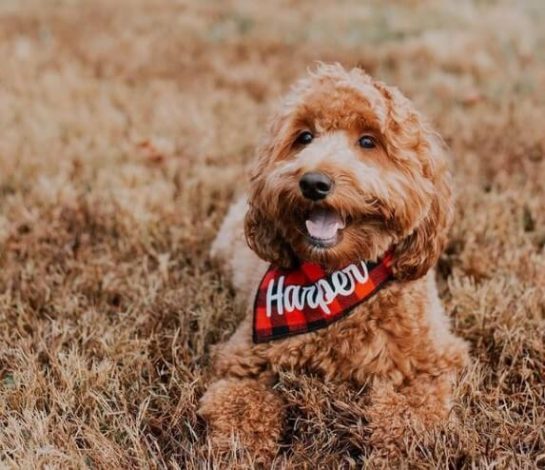 Goldendoodles: a Cross Between Golden Retrievers and Poodles - The Dogman